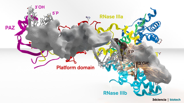 3dciencia | DICER RNase III
